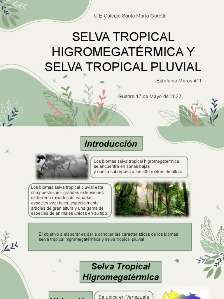 Selva Tropical Pluvial Selva Tropical Higromegatermica Estefanie Moros ...