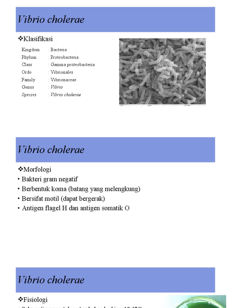 V Cholerae Dan Sakazaki | PDF