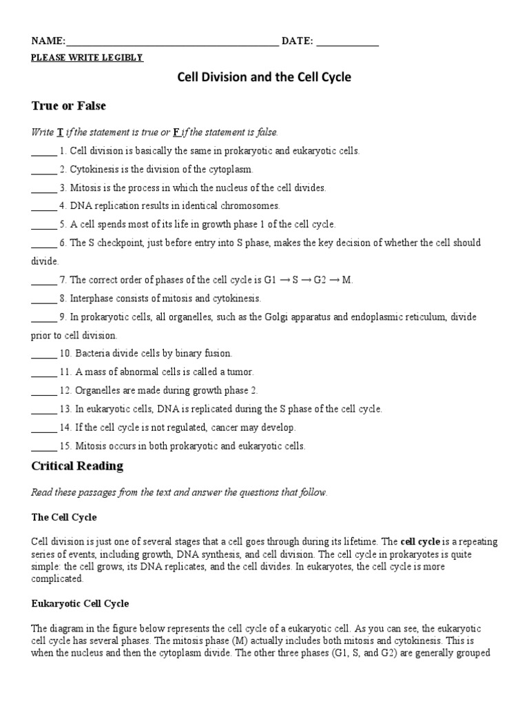 Cell Cycle Worksheet | PDF | Cell Cycle | Mitosis