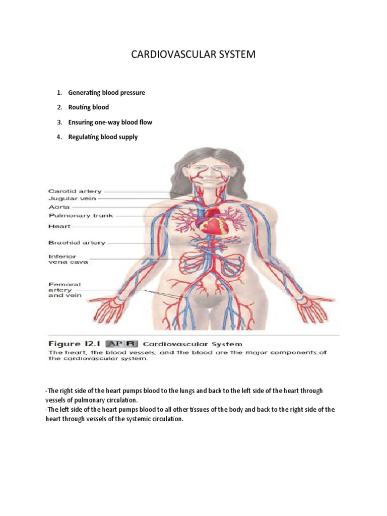 Cardiovascular System BSN 1 | PDF | Heart | Heart Valve