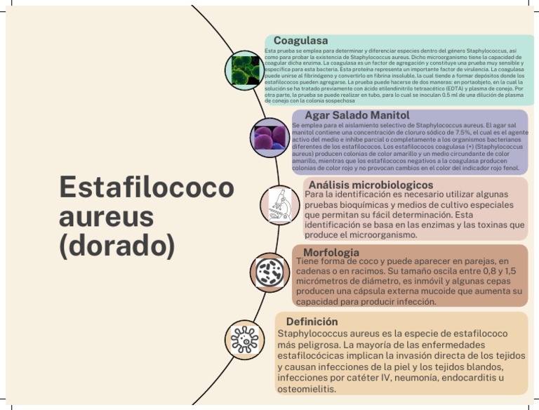 Estafilococo Aureus (Dorado) | PDF | Staphylococcus Aureus | Estafilococo