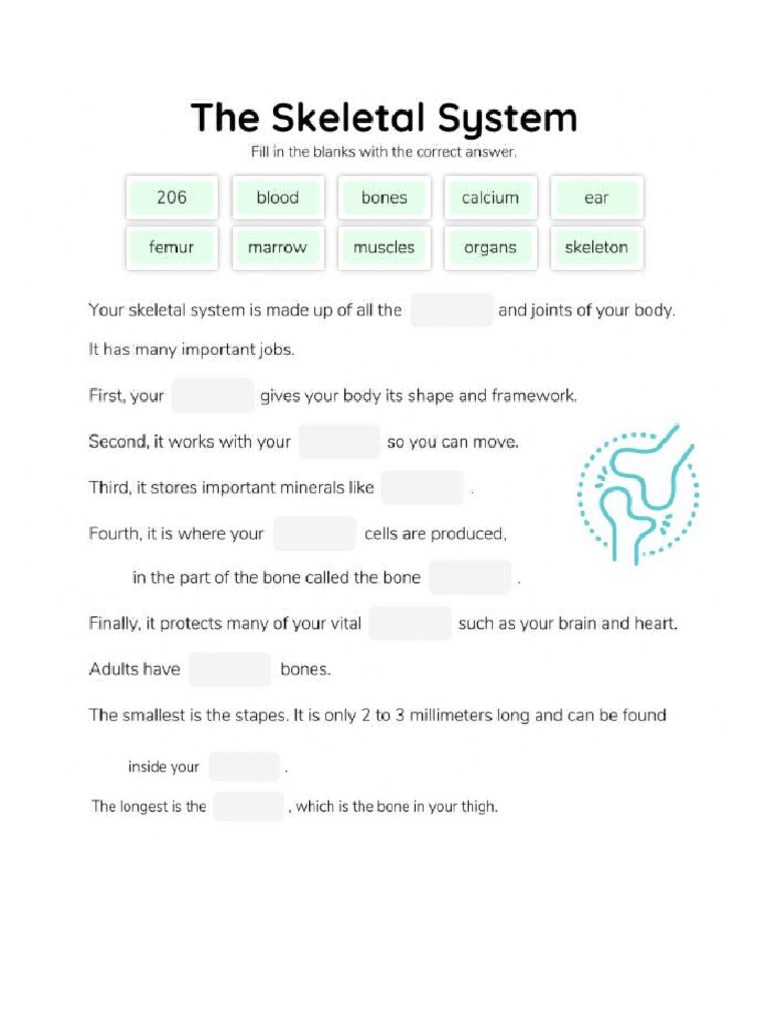 Skeletal | PDF | Skeleton | Bone