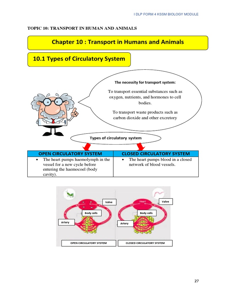 Transport in Humans and Animals Circulatory Systems | PDF | Atrium (Heart) | Heart