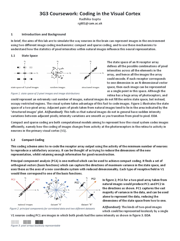 3G3 Lab Report Radhika Gupta | PDF | Principal Component Analysis | Visual Cortex