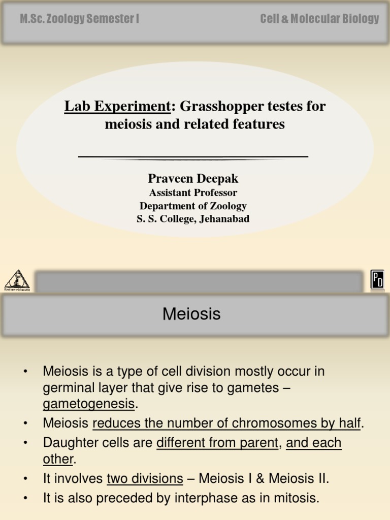 Grasshopper Meiosis Lab Guide | PDF | Meiosis | Mitosis