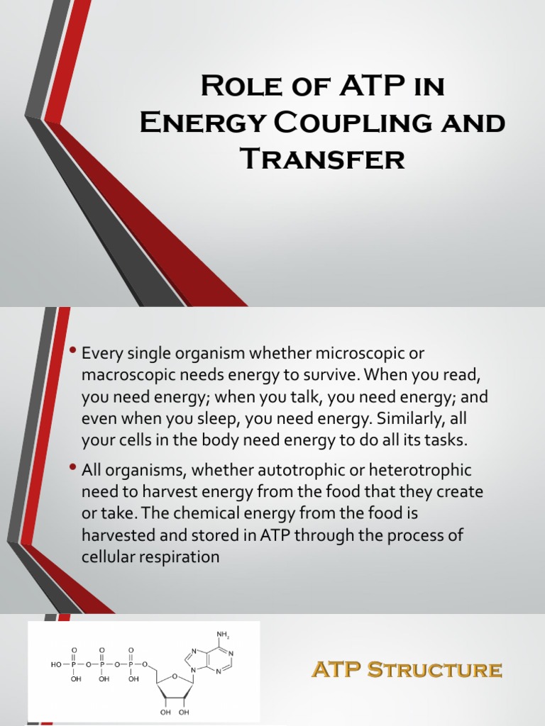 Lesson 4 Role Of Atp In Energy Coupling And Transfer 1 Energy Pdf