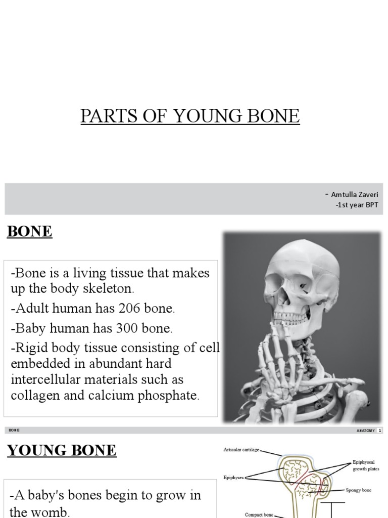 Parts of young bone | PDF | Bone | Cartilage