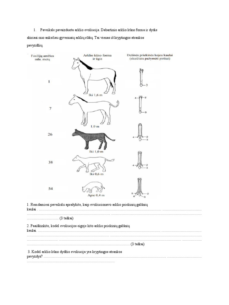 Gamtines Atrankos Formos Testas Arklio Evoliucija | PDF