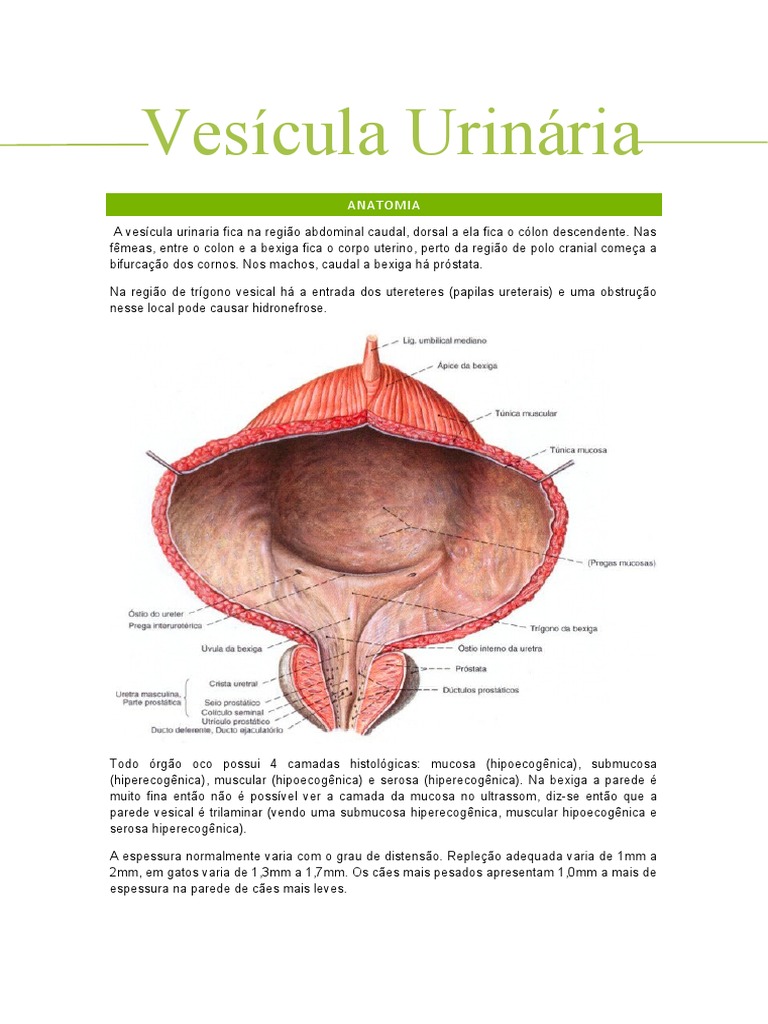Utriculo Prostatico Uretra Masculina, Feminina E Pelve óssea