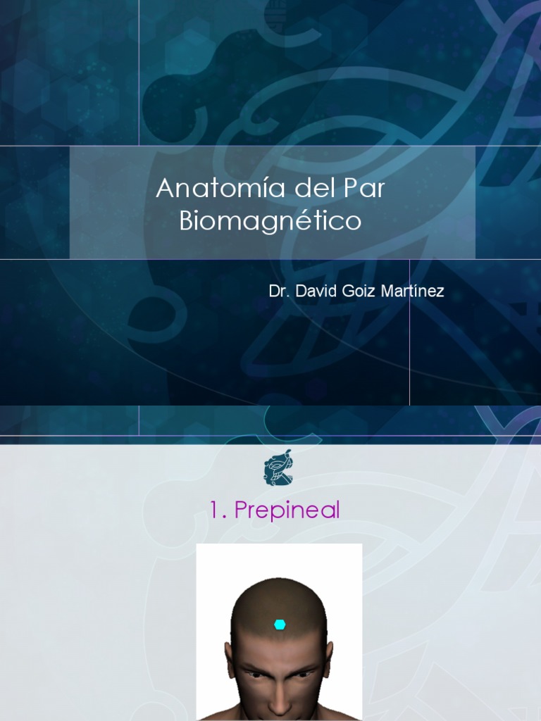 Anatomía 1er Nivel Descargar Gratis Pdf Páncreas Sistema