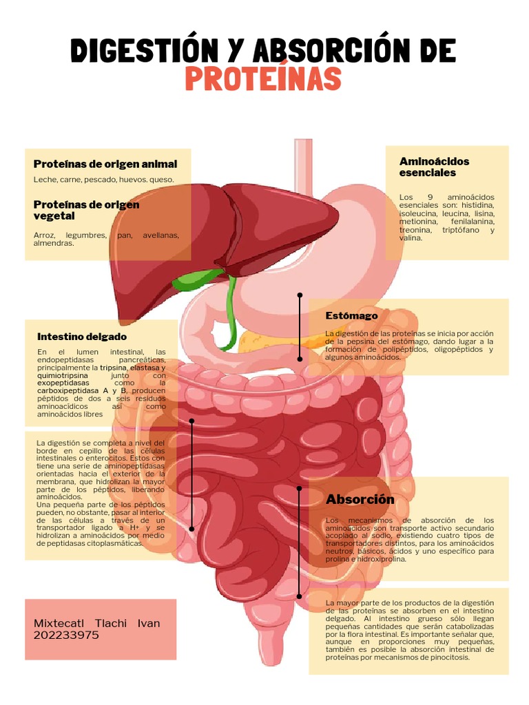 Digestión y Absorción de Proteínas | PDF | Aminoácidos | Digestión