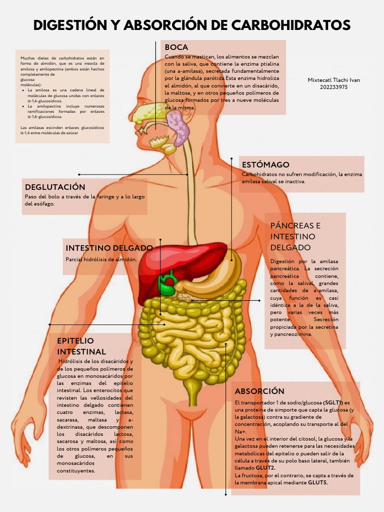 Digestión y Absorción de Carbohidratos | PDF | Digestión | Glucosa