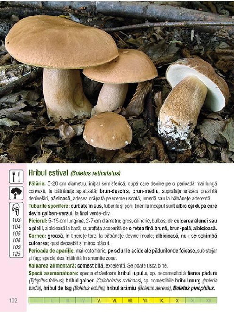 Ghidul Culegatorului de Ciuperci - Locsmandi Csaba Vasas Gizella | PDF