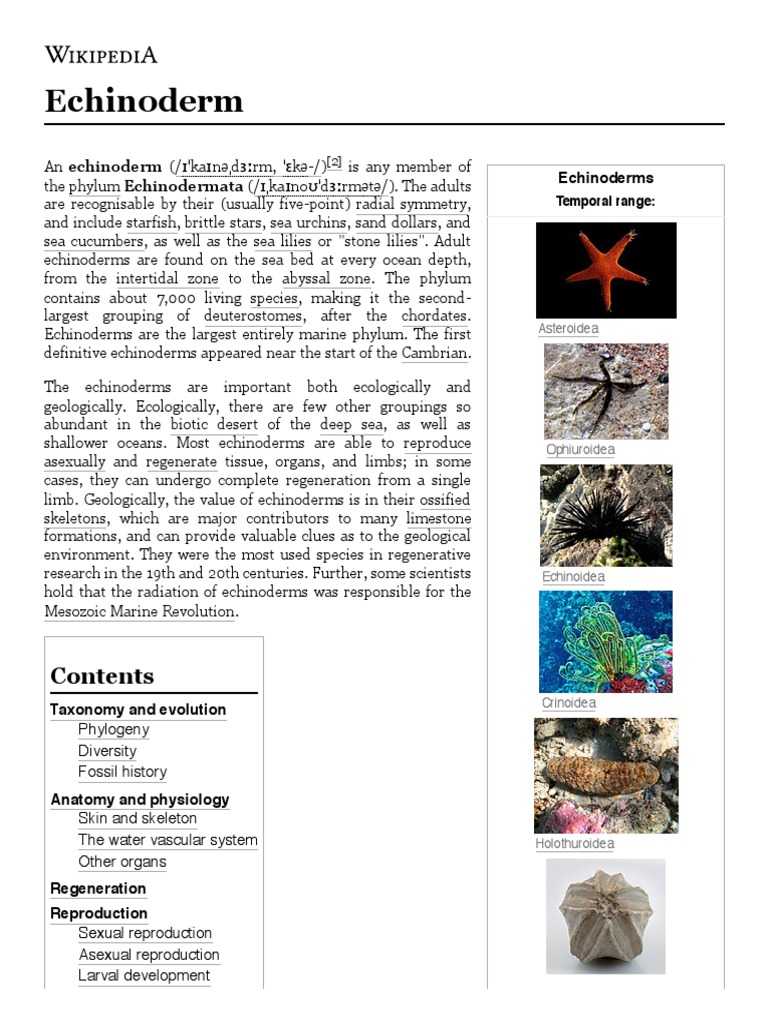 Echinoderm in Sand | PDF | Biology | Organisms