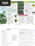 Layers of The Rainforest: Emergent | PDF