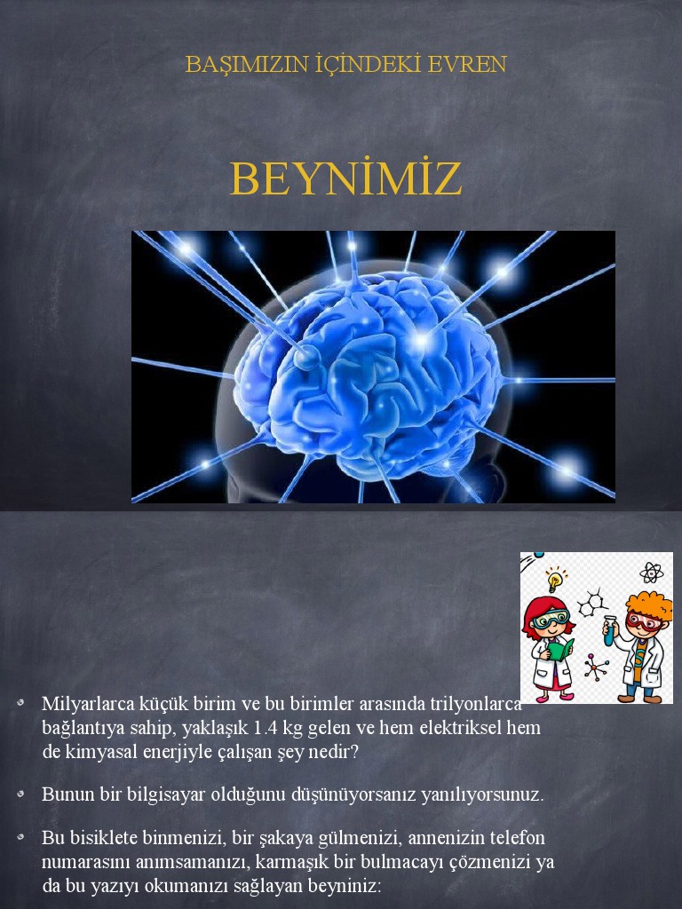 Beyin Gelişimi | PDF