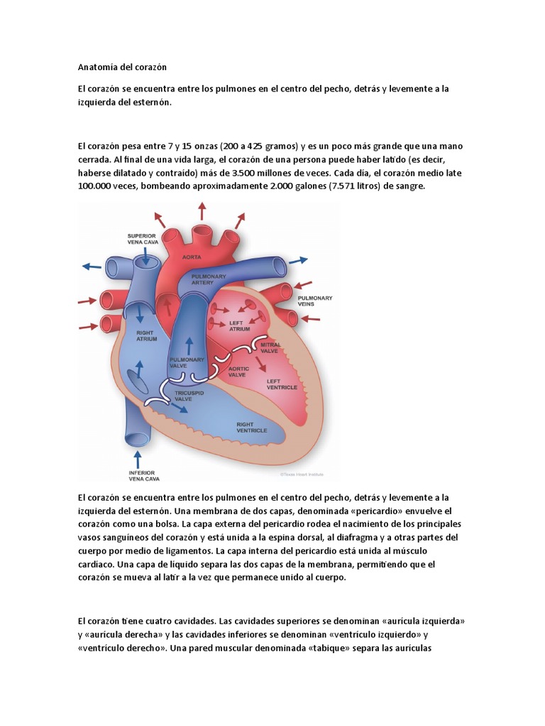 Anatomía Del Corazón | PDF | Sistema circulatorio | Corazón
