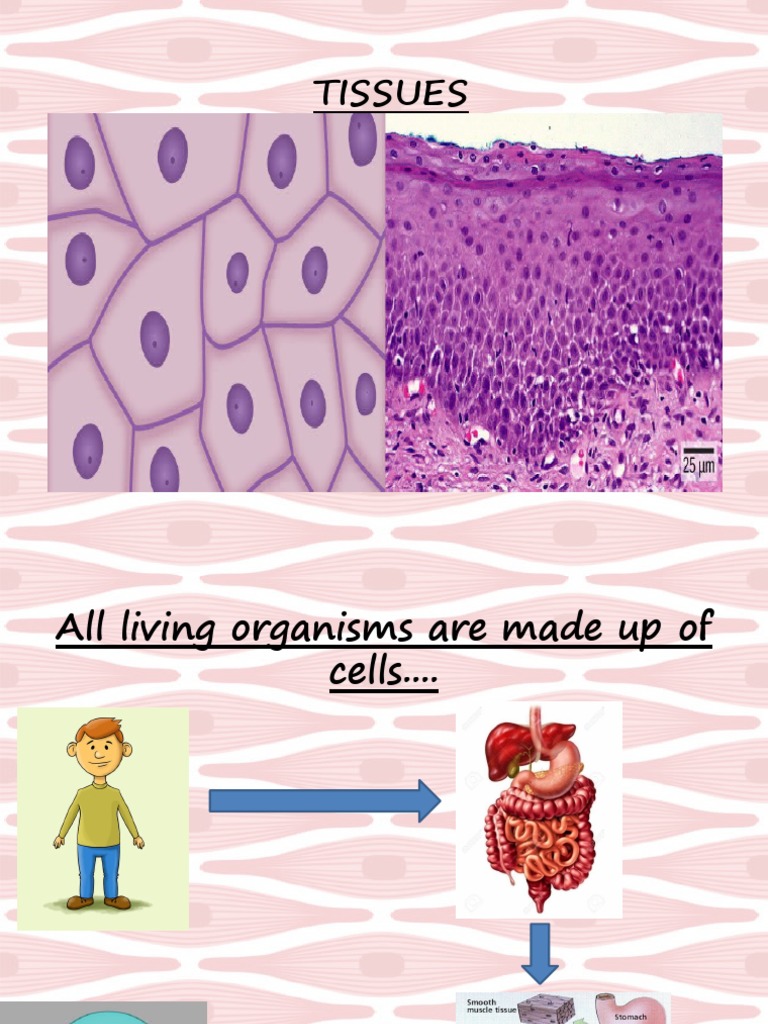 Bio- Ch 2 Tissues | PDF | Epithelium | Tissue (Biology)