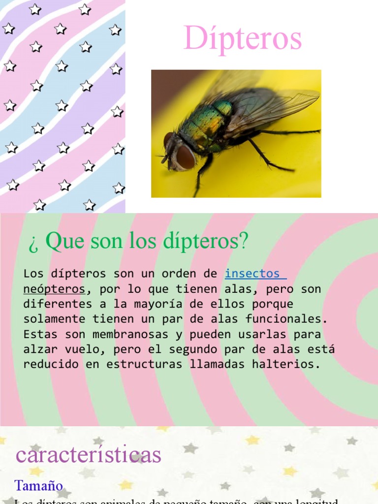 Los dípteros: características, ciclo de vida, importancia médica y prevención | PDF