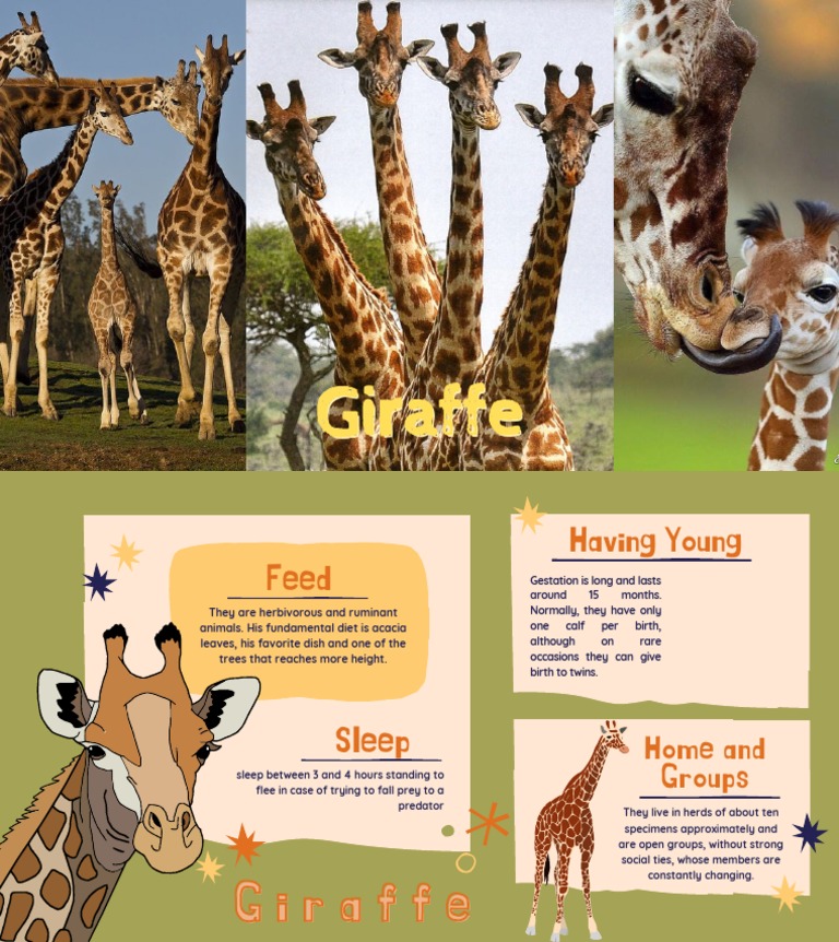 Giraffe | PDF
