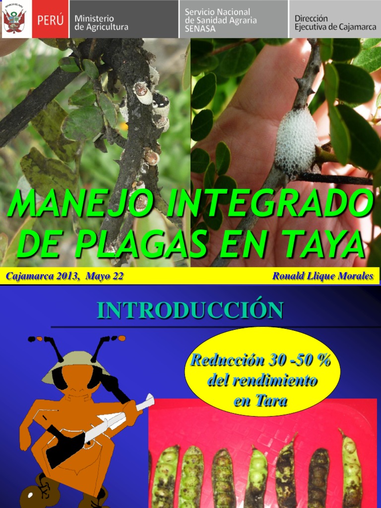 Tara | PDF | Control biológico de plagas | Insectos y humanos