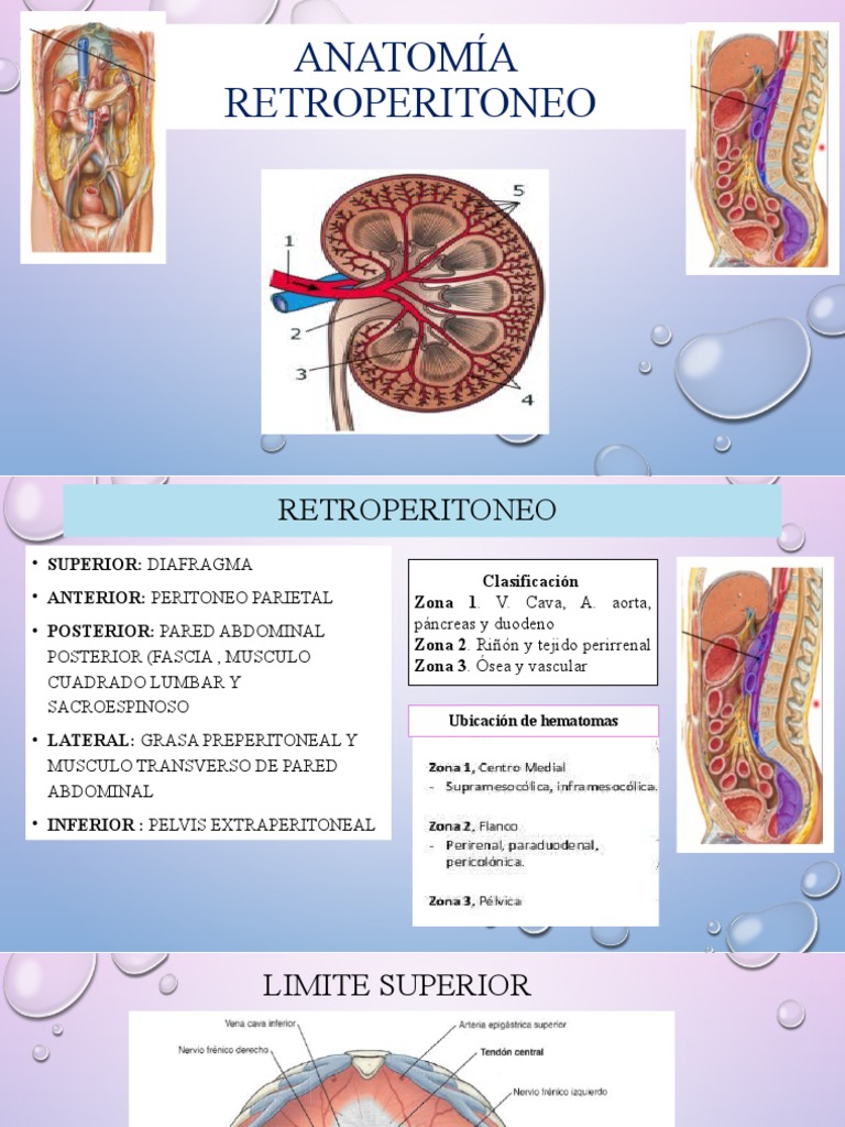Anatomía Retroperitoneo y Riñon | PDF | Abdomen | Riñón