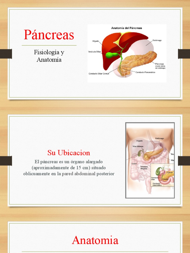La anatomía, fisiología y funciones del páncreas | PDF
