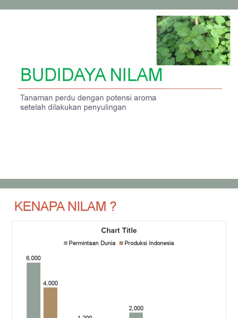 Budidaya Nilam | PDF | Teknologi & Rekayasa