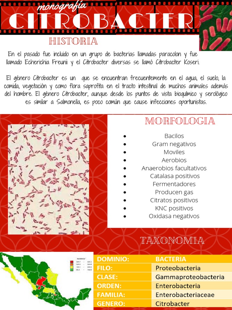 Citrobacter: Características y Patogenia | PDF | Las bacterias ...
