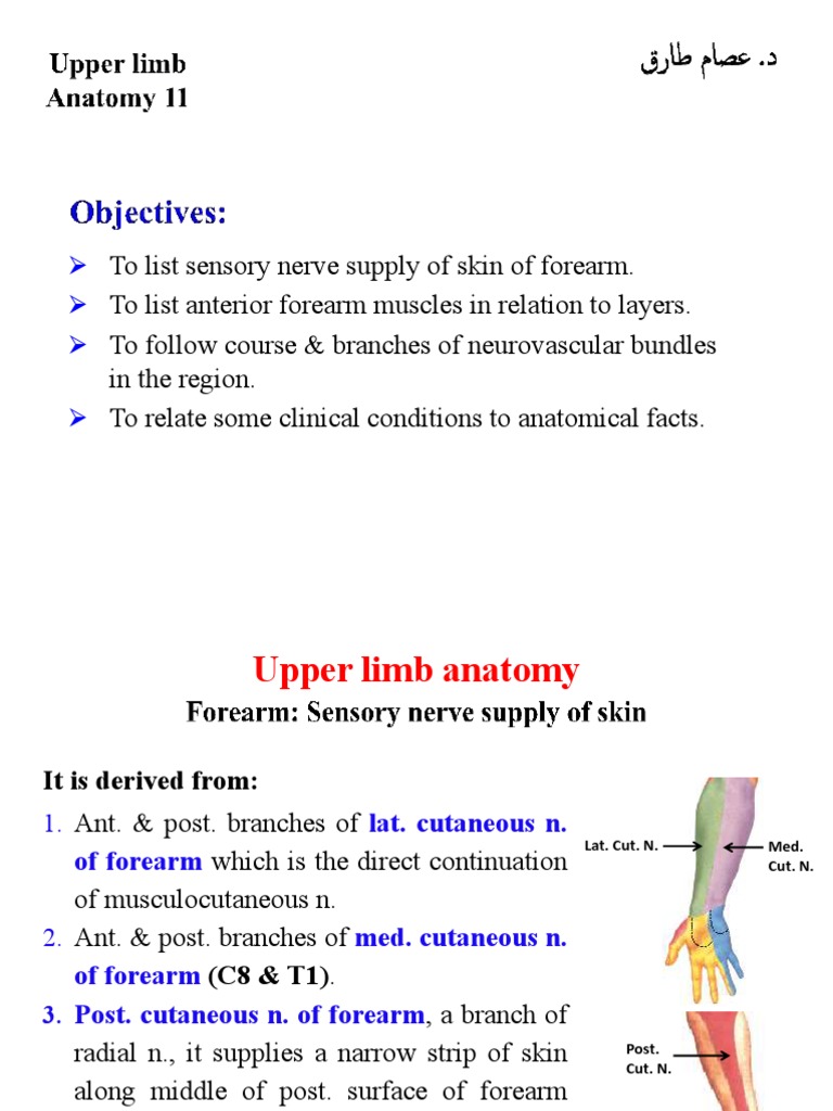 Lec 11 UL Forarm Anterior Compartment | PDF | Hand | Human Anatomy