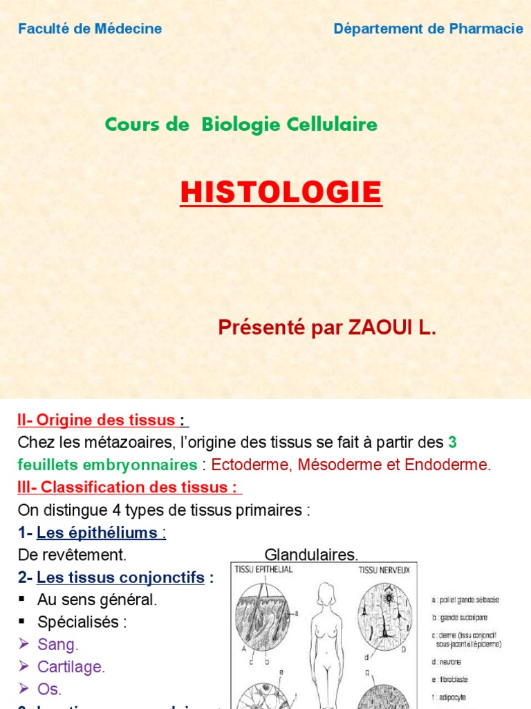 Classification et fonctions des tissus humains | PDF | Épithélium ...
