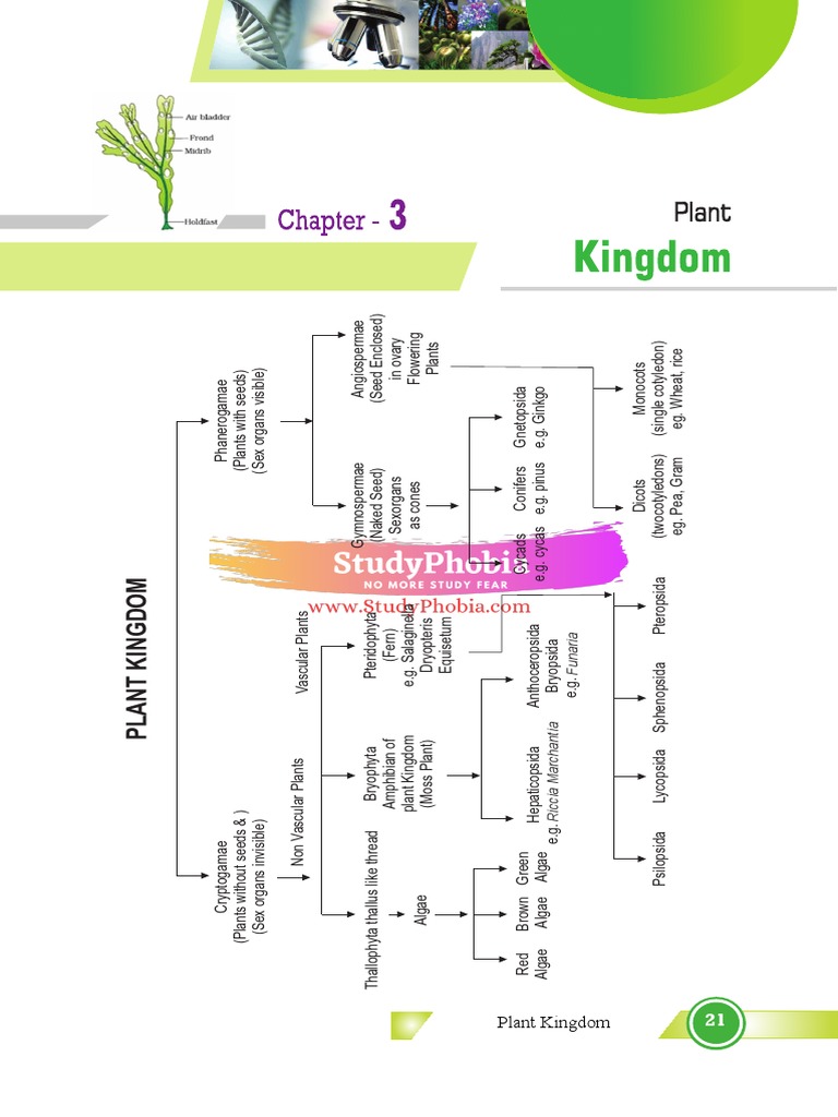 Plant Kingdom | PDF | Organisms | Reproduction