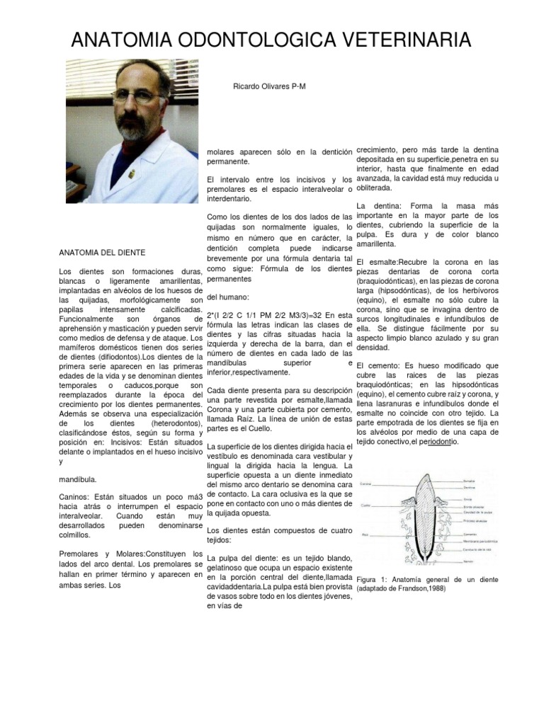 Odonto Animal | PDF | Diente | Ramas de Odontología