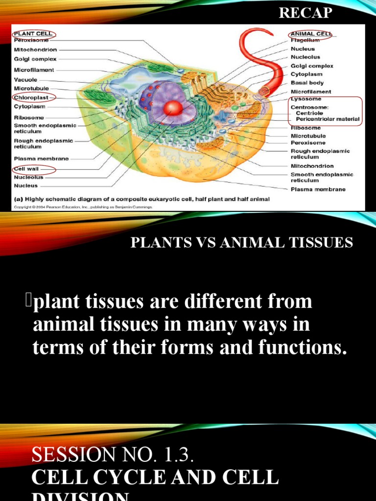 Plant vs Animal Tissues Cell Cycle | PDF | Mitosis | Meiosis