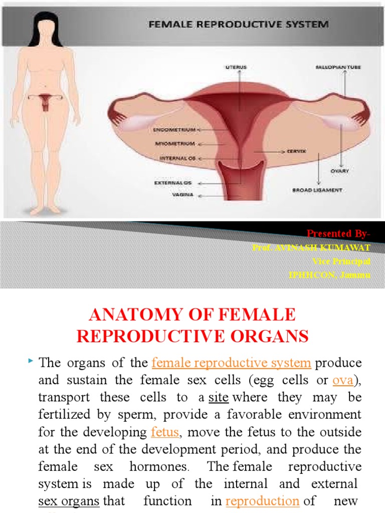Female Reproductive System | PDF | Uterus | Labia