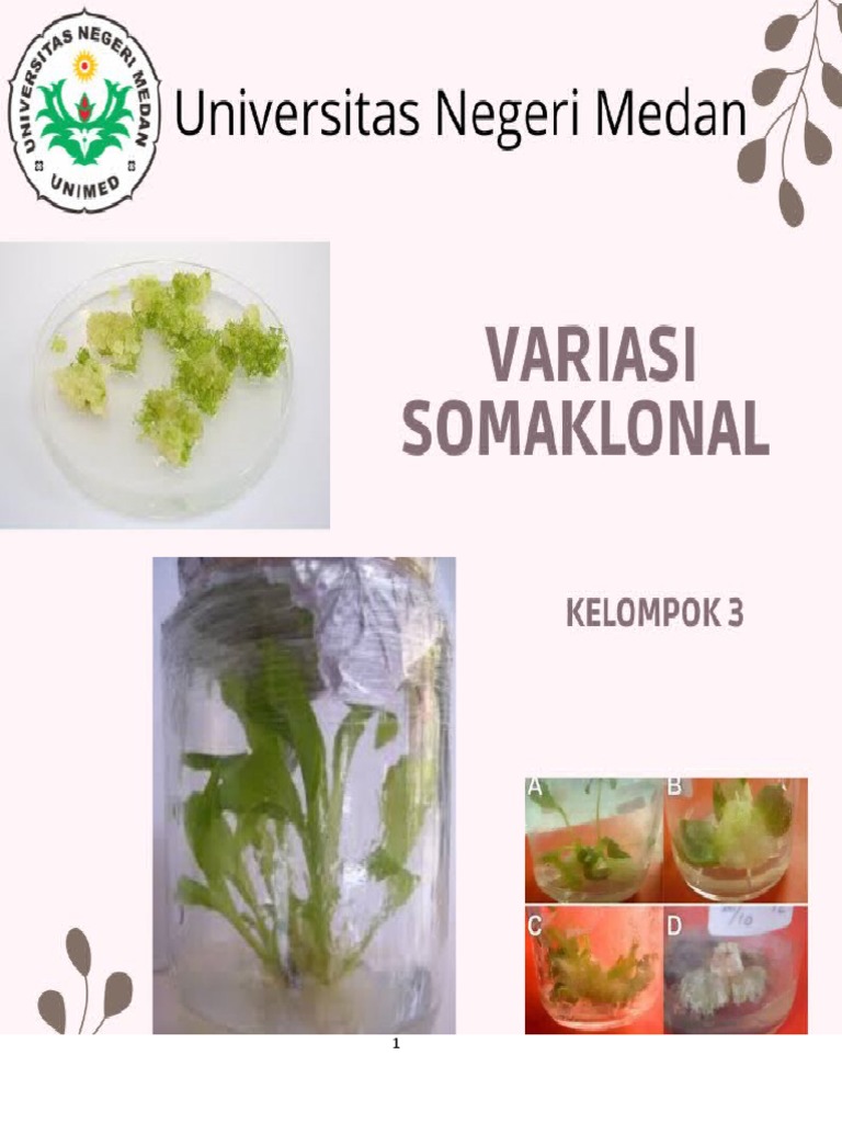 E-Book Kelompok 3 - Variasi Somaklonal | PDF