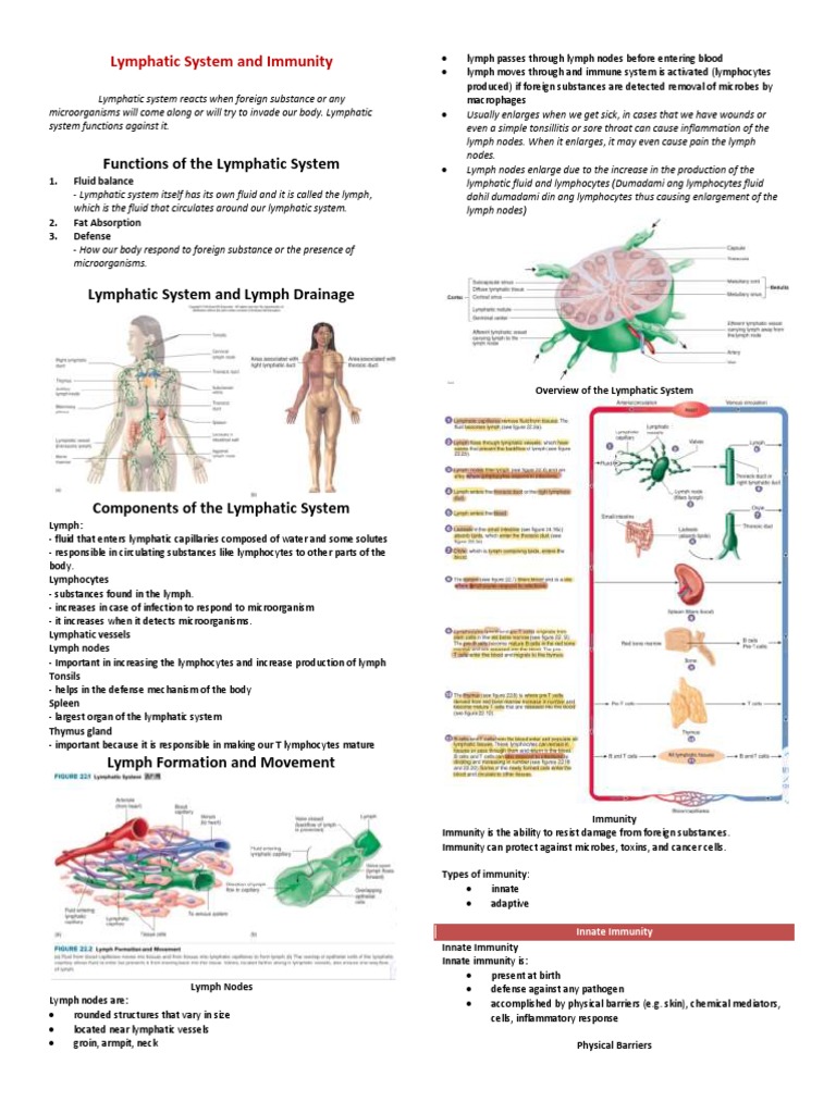 Lymphatic System and Immunity | Download Free PDF | Immune System ...