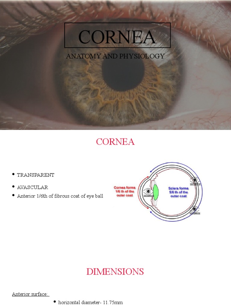 Cornea | PDF | Cornea | Epithelium