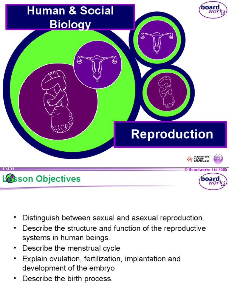 Reproduction - Boardwork 2 | PDF | Menstrual Cycle | Fertilisation
