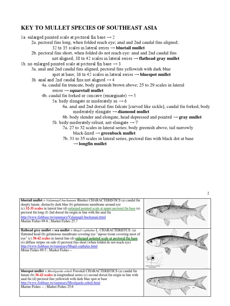 Key To Mullet Species | Download Free PDF | Aquatic Organisms | Aquatic ...