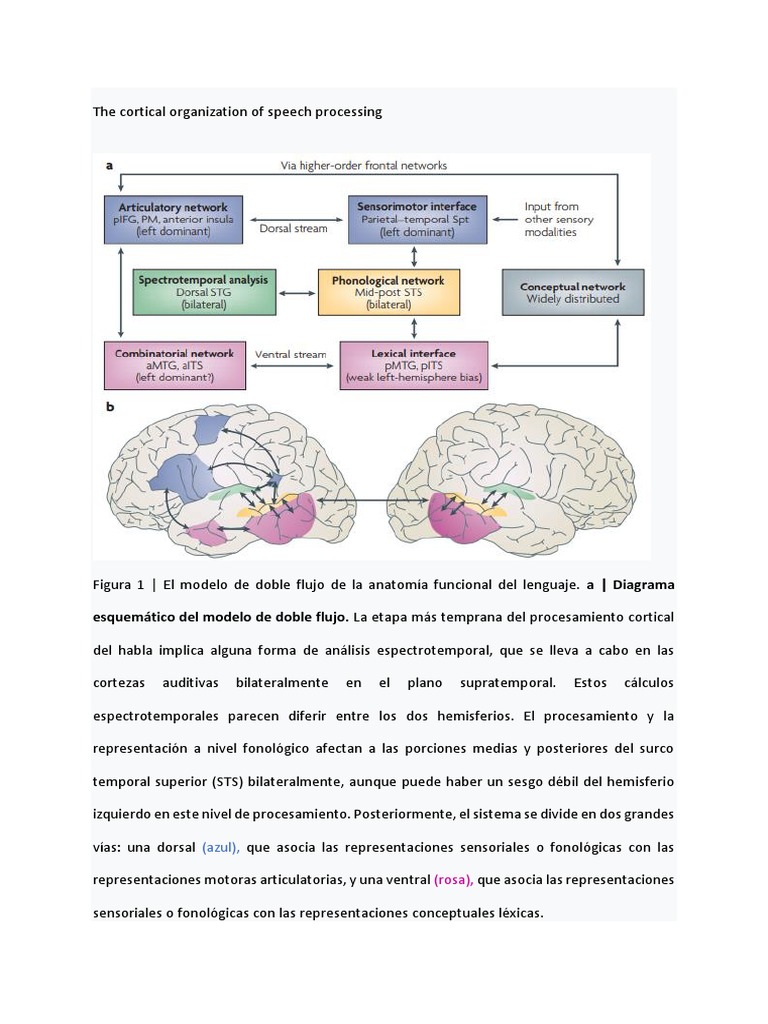 Modelo de Doble Ruta de Hickok y Poeppel. | PDF | Lóbulo temporal | Cerebro