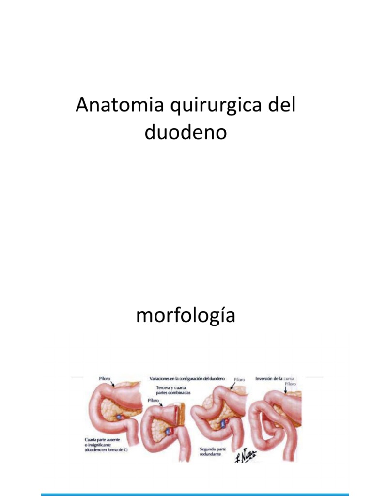 Anatomia Quirurgica Del Duodeno | PDF
