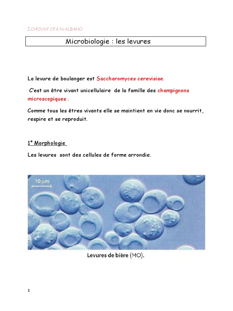 Comprendre les levures de boulanger | PDF
