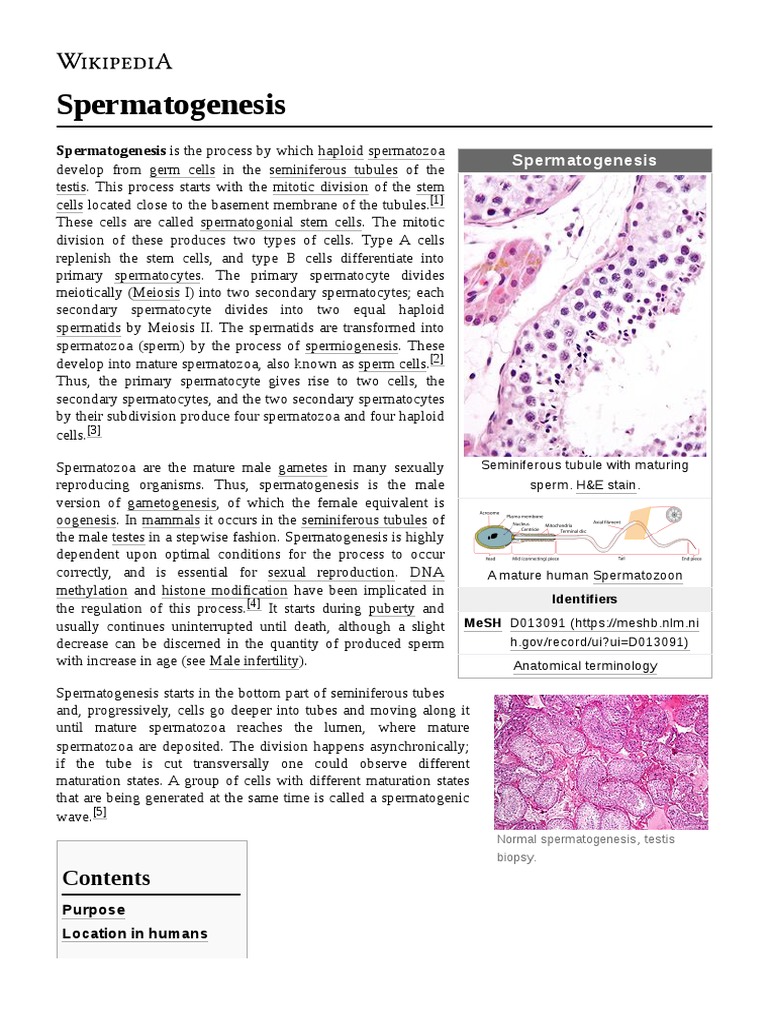 Spermatogenesis | PDF | Endocrine System | Anatomy