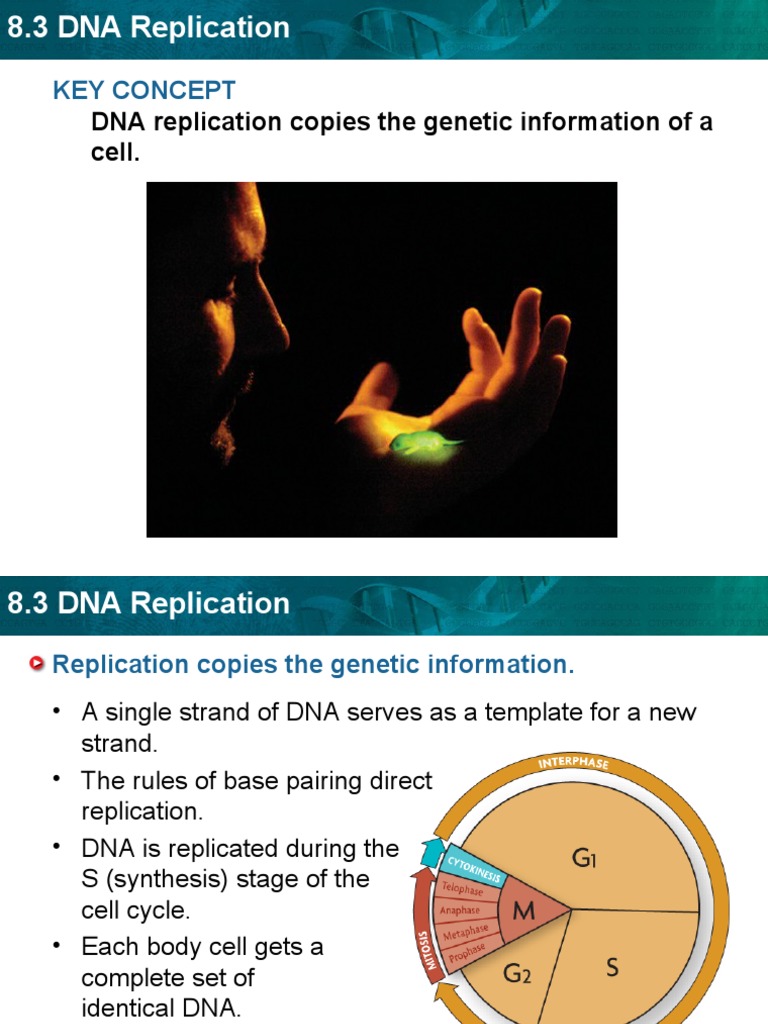 8.3 DNA Replication | PDF | Science & Mathematics | Computers