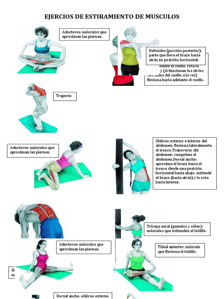 Ejercicios de Estiramiento Muscular | PDF | Abdomen | Tobillo