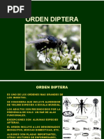 Clasificación del Orden Hemiptera | PDF | Insectos