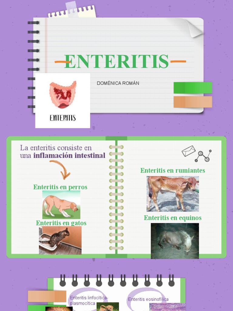 Tipos y síntomas de enteritis animal | PDF