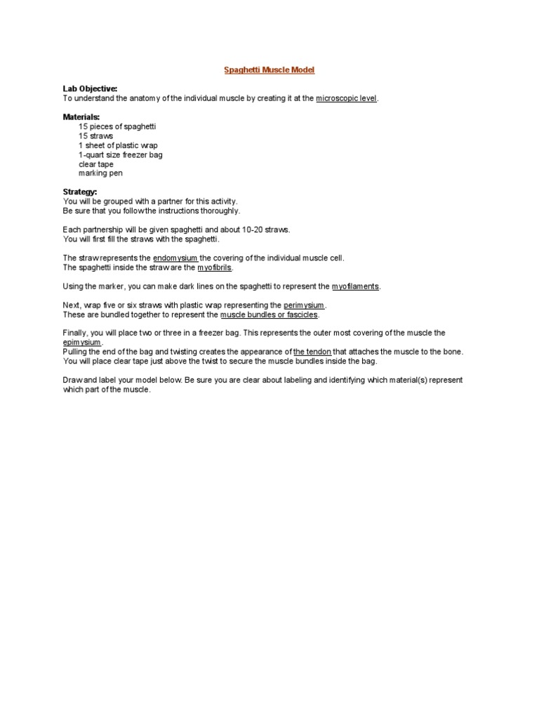 Spaghetti Muscle Model Lab Guide | PDF | Wellness | Science & Mathematics