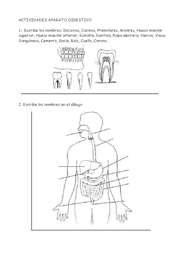 FICHA | PDF | Sistema digestivo humano | Digestión
